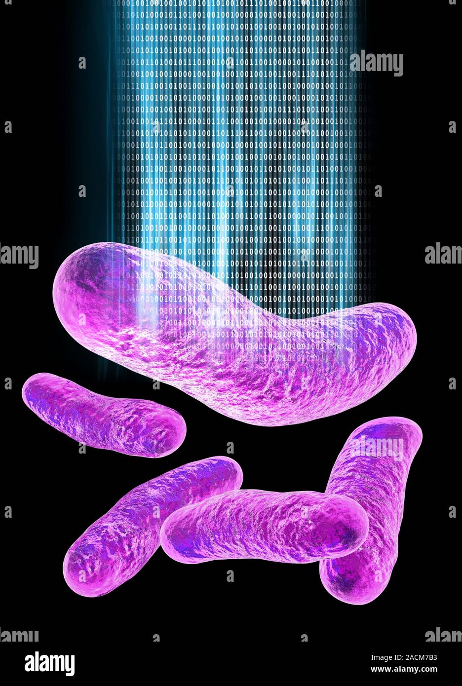 Bacterial Computing Conceptual Artwork Escherichia Coli Bacteria Purple With Binary Code