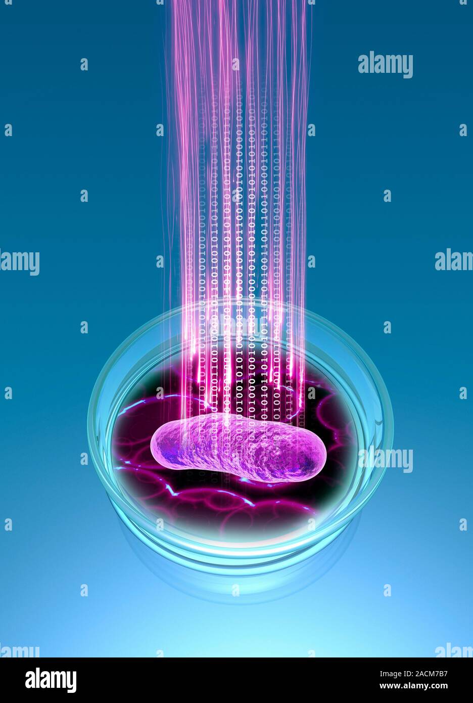 Bacterial computing, conceptual artwork. Escherichia coli bacteria ...