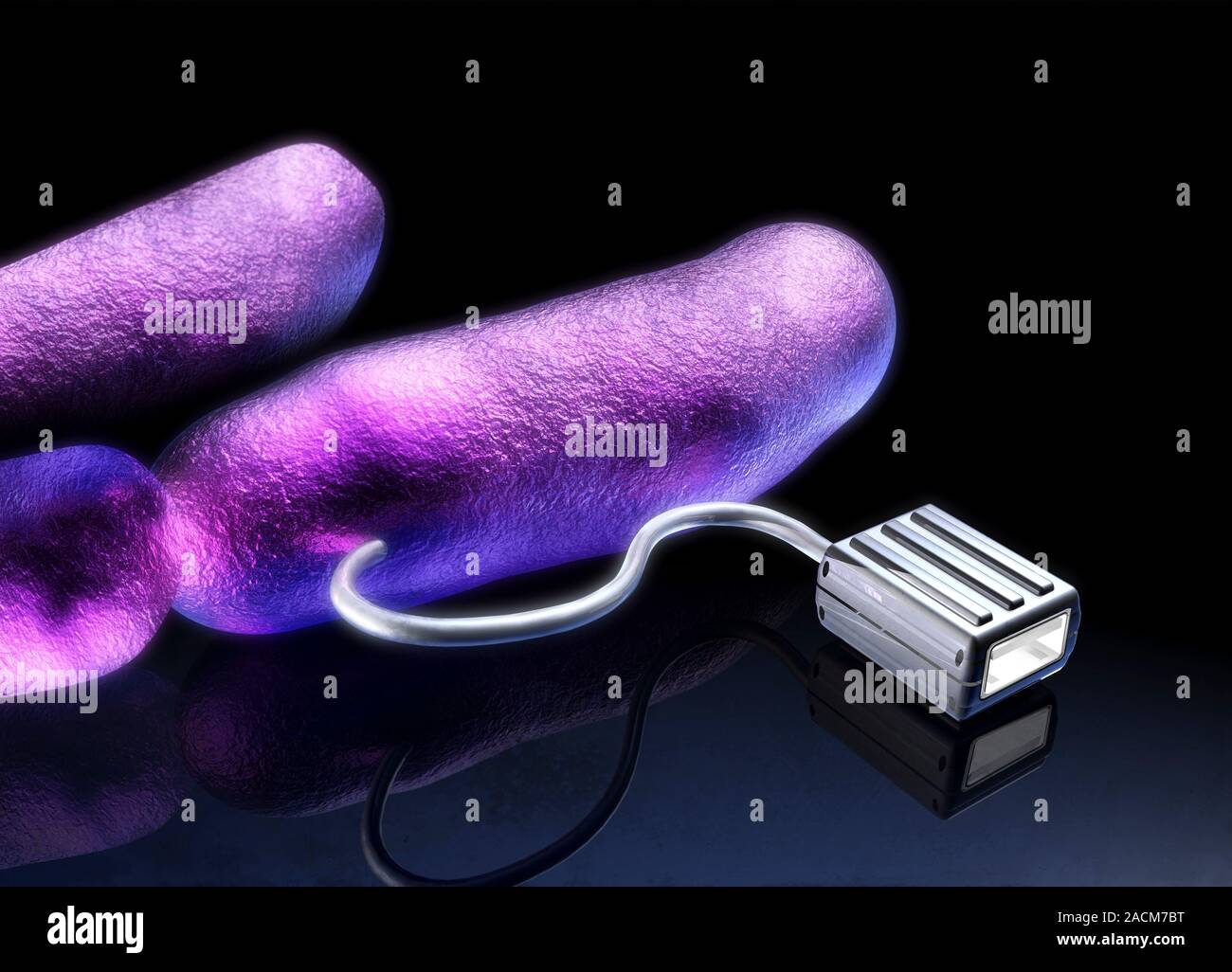 Bacterial computing, conceptual artwork. Escherichia coli bacteria ...