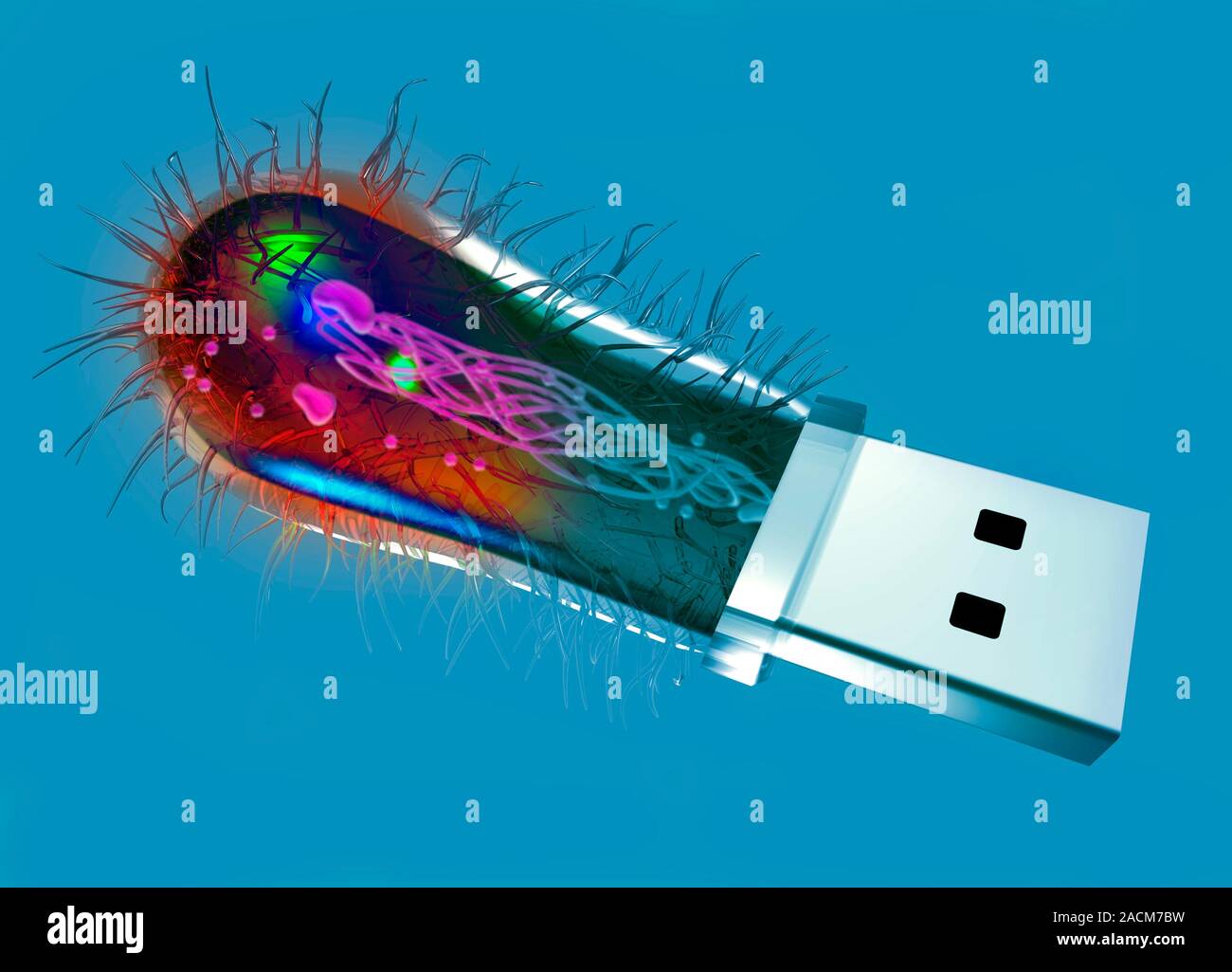 Bacterial computing, conceptual artwork. Escherichia coli bacterium ...