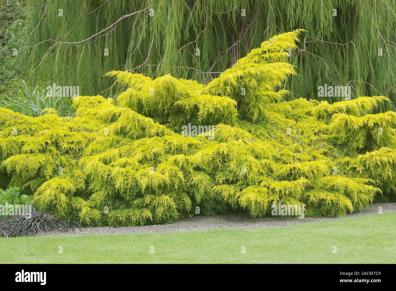 Juniper (Juniperus x pfitzeriana 'Carberry Gold') foliage Stock Photo ...