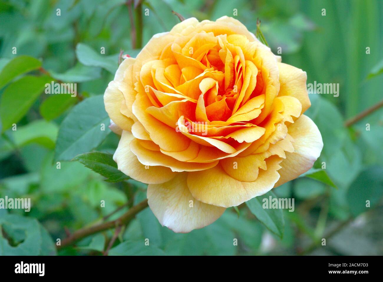 Rose (Rosa 'Louise Clements') flowering in Summer Stock Photo - Alamy
