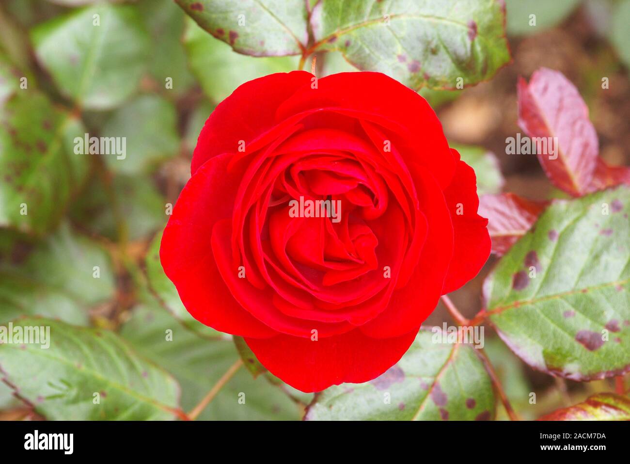 Rose ( Rosa The Times Rose syn 'Korpeahn') flowering in Summer Stock ...
