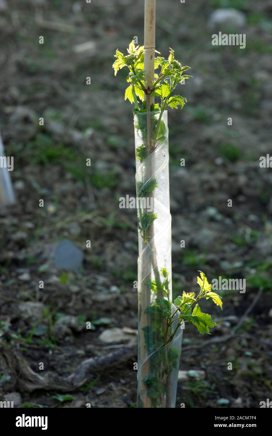 Urban park sapling growing in a protective plastic sleeve. Urban park ...