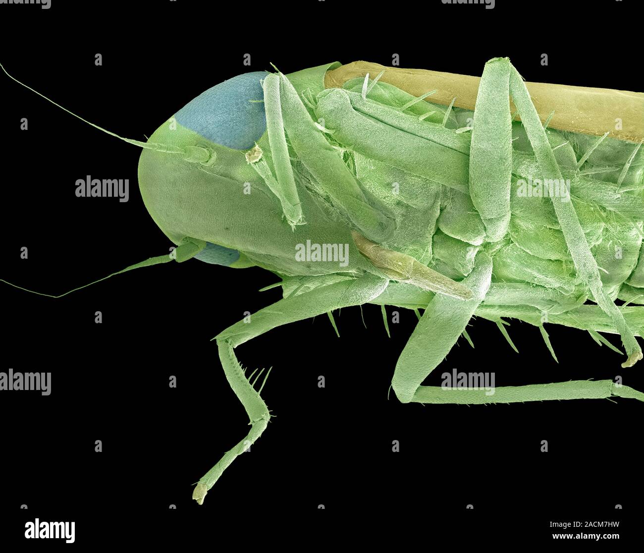 Froghopper. Coloured scanning electron micrograph (SEM) of the ...