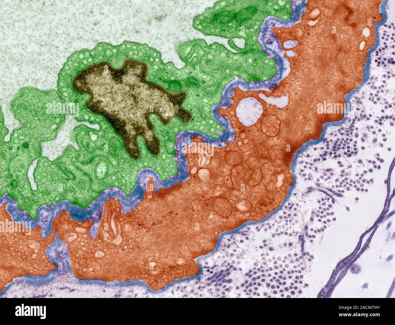 Arteriole. Coloured transmission electron micrograph (TEM) of a section through the wall of an ...
