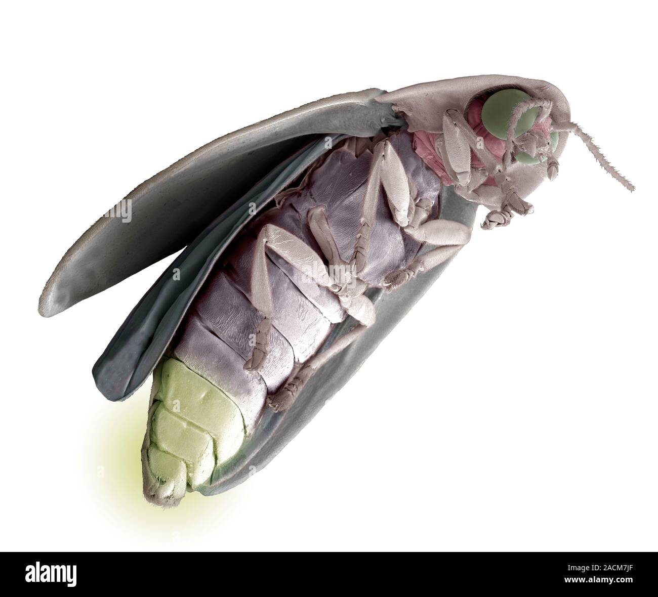 Firefly. Coloured scanning electron micrograph (SEM) of a firefly ...