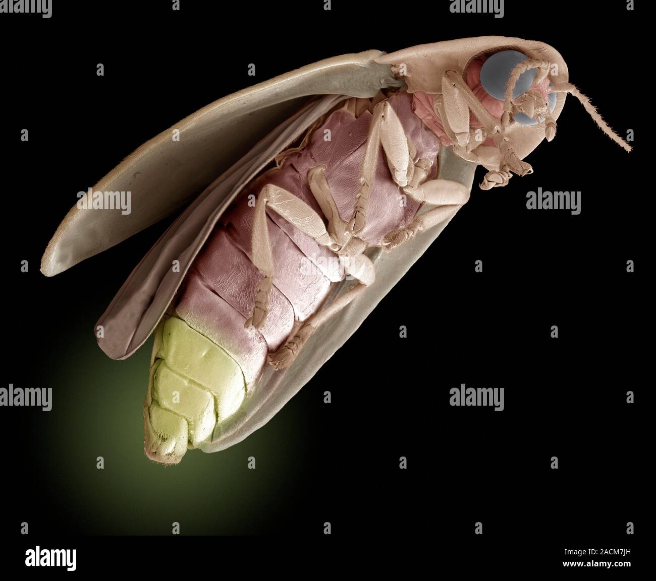Firefly. Coloured scanning electron micrograph (SEM) of a firefly ...