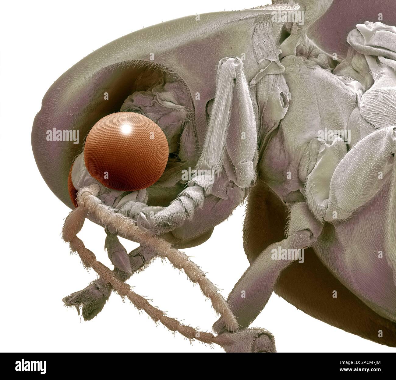 Firefly head. Coloured scanning electron micrograph (SEM) of the head ...