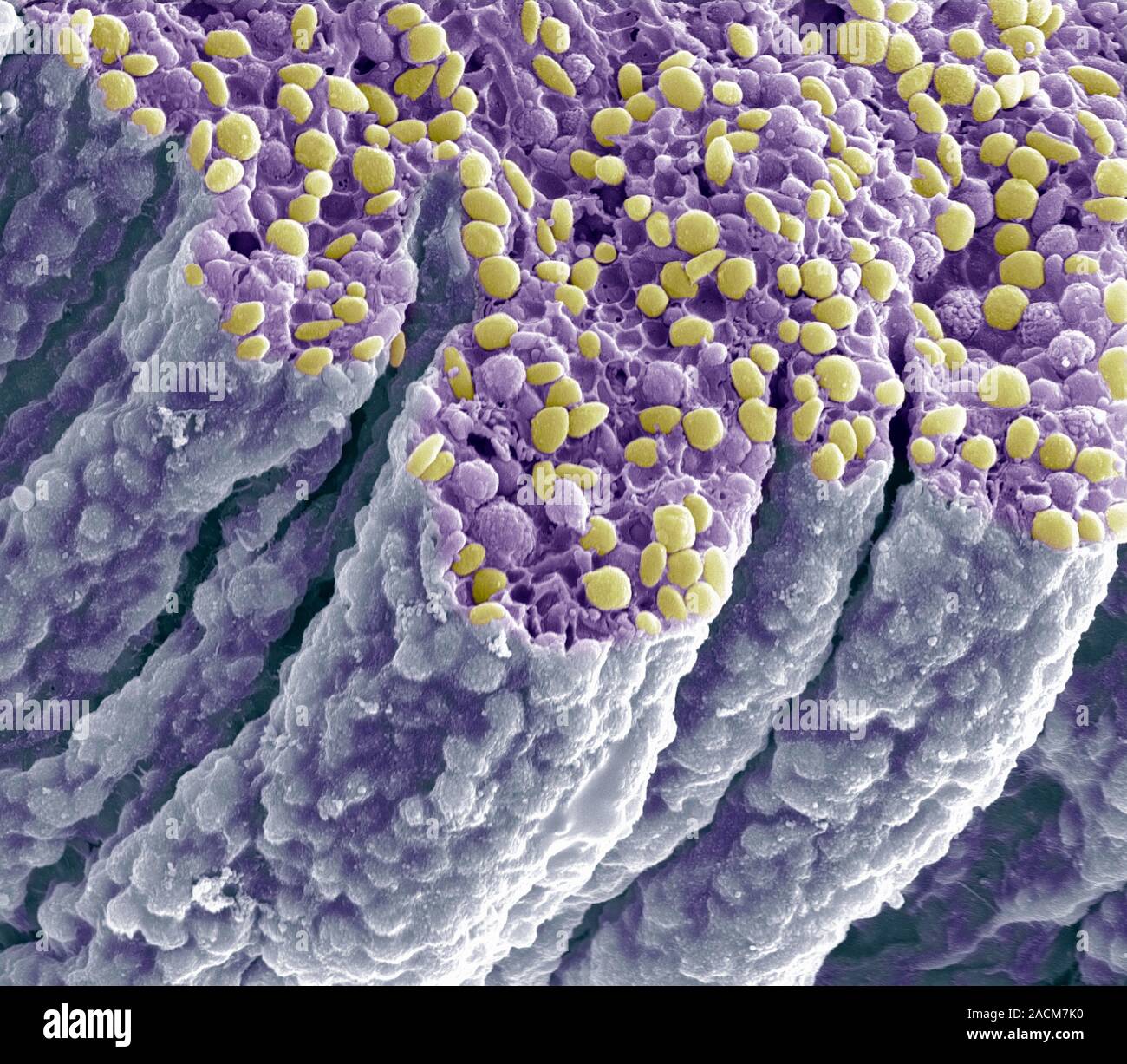 Iris pigment epithelium. Coloured scanning electron micrograph (SEM) of ...
