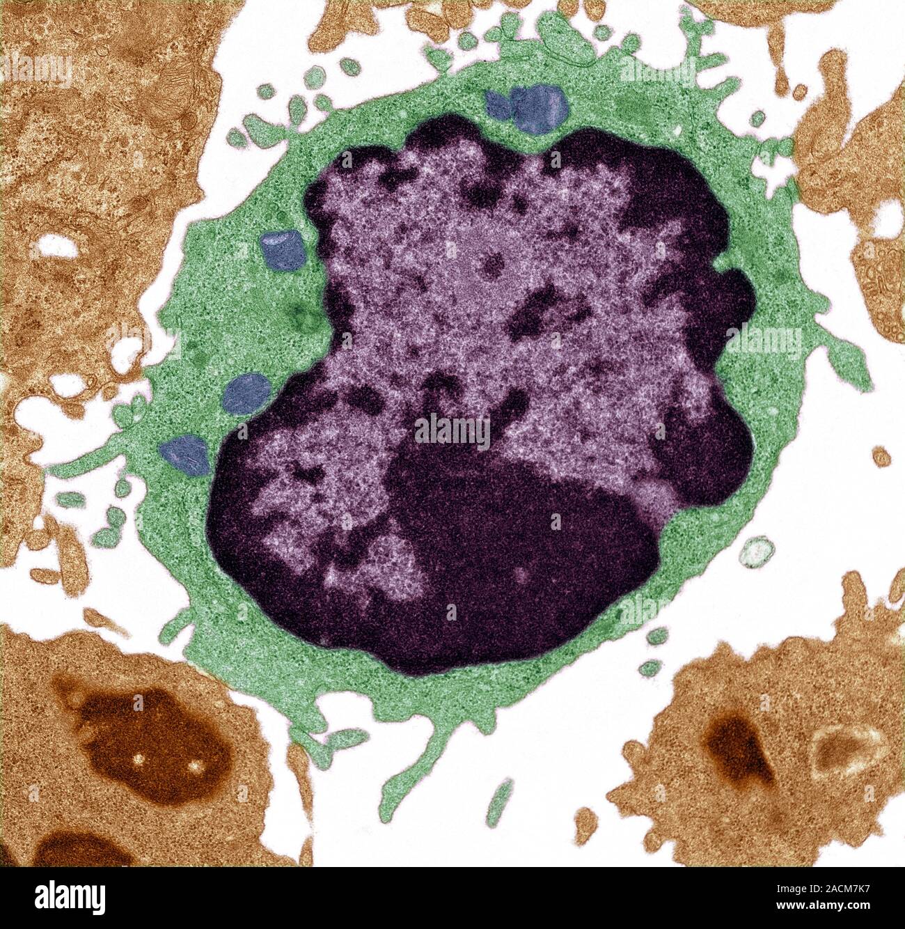 Lymphocyte white blood cell. Coloured transmission electron micrograph ...