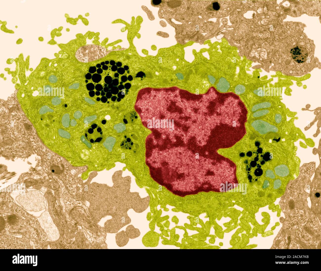 Macrophage white blood cell. Coloured transmission electron micrograph ...