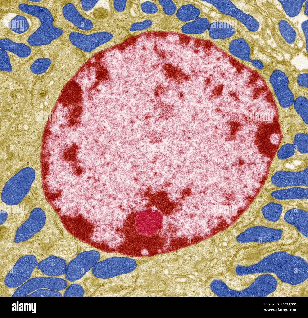 Cell nucleus. Coloured transmission electron micrograph (TEM) of a ...