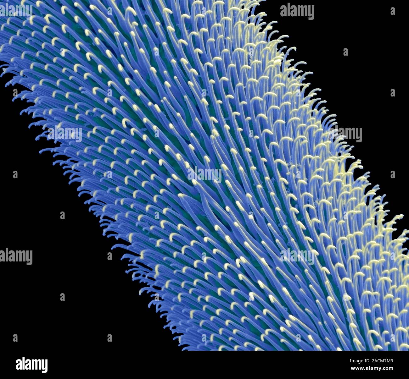 Tarantula hair. Coloured scanning electron micrograph (SEM) of a hair ...