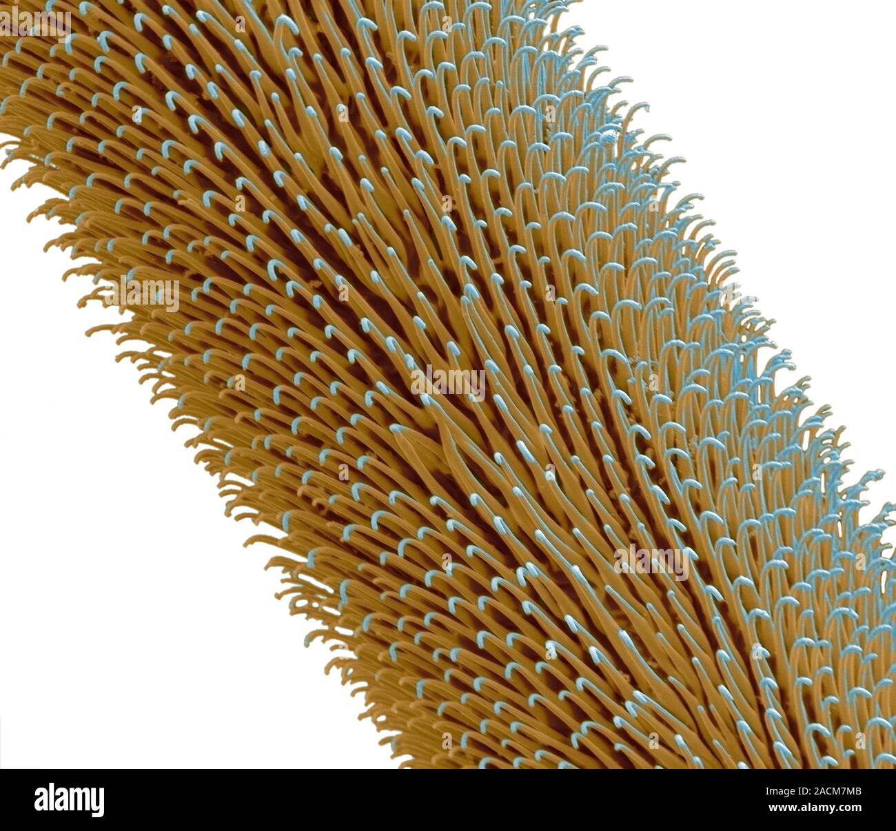 Tarantula hair. Coloured scanning electron micrograph (SEM) of a hair ...