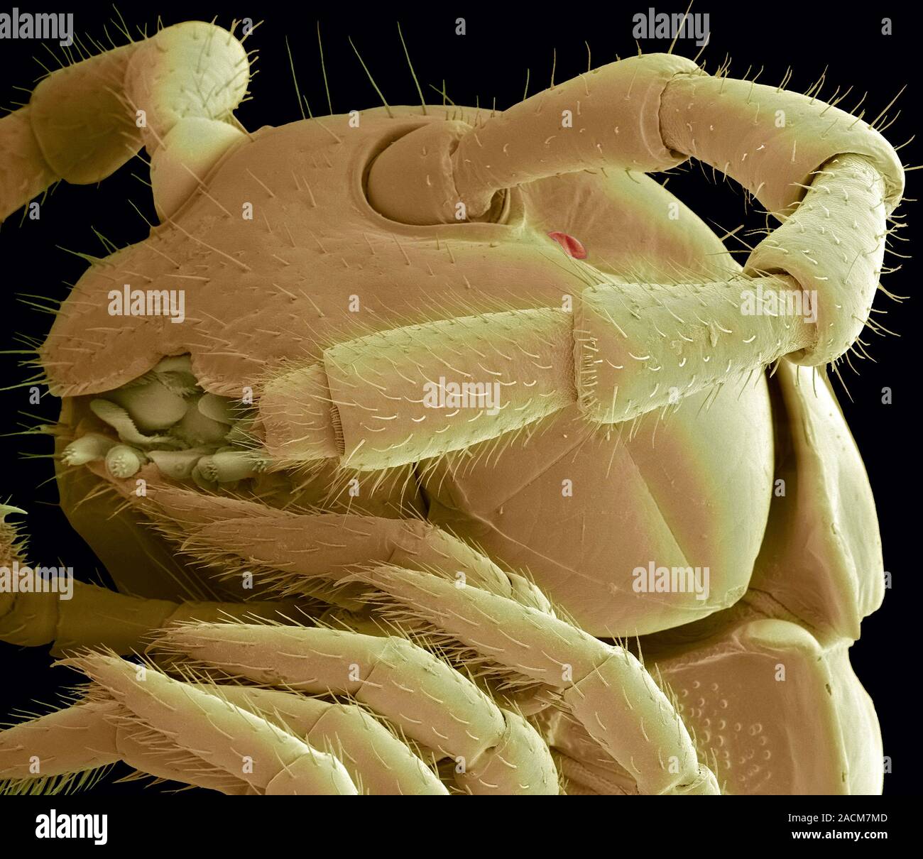 Millipede head. Coloured scanning electron micrograph (SEM) of the head ...