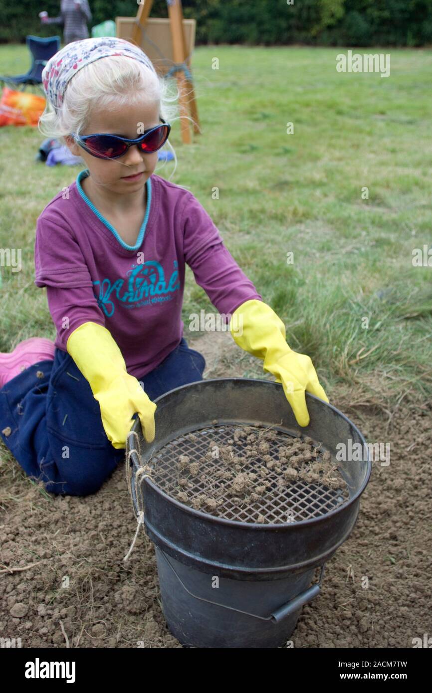 Nature lesson. 6-year-old girl sieving soil into a bucket to make clay ...