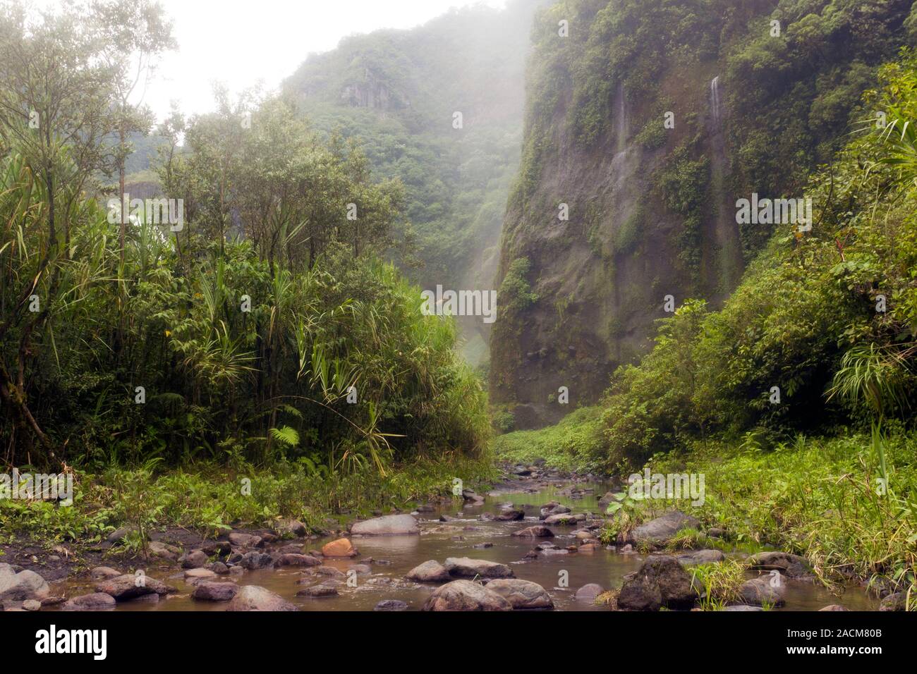 Tropical cloudforest. Tropical plants on and around cliffs near a ...