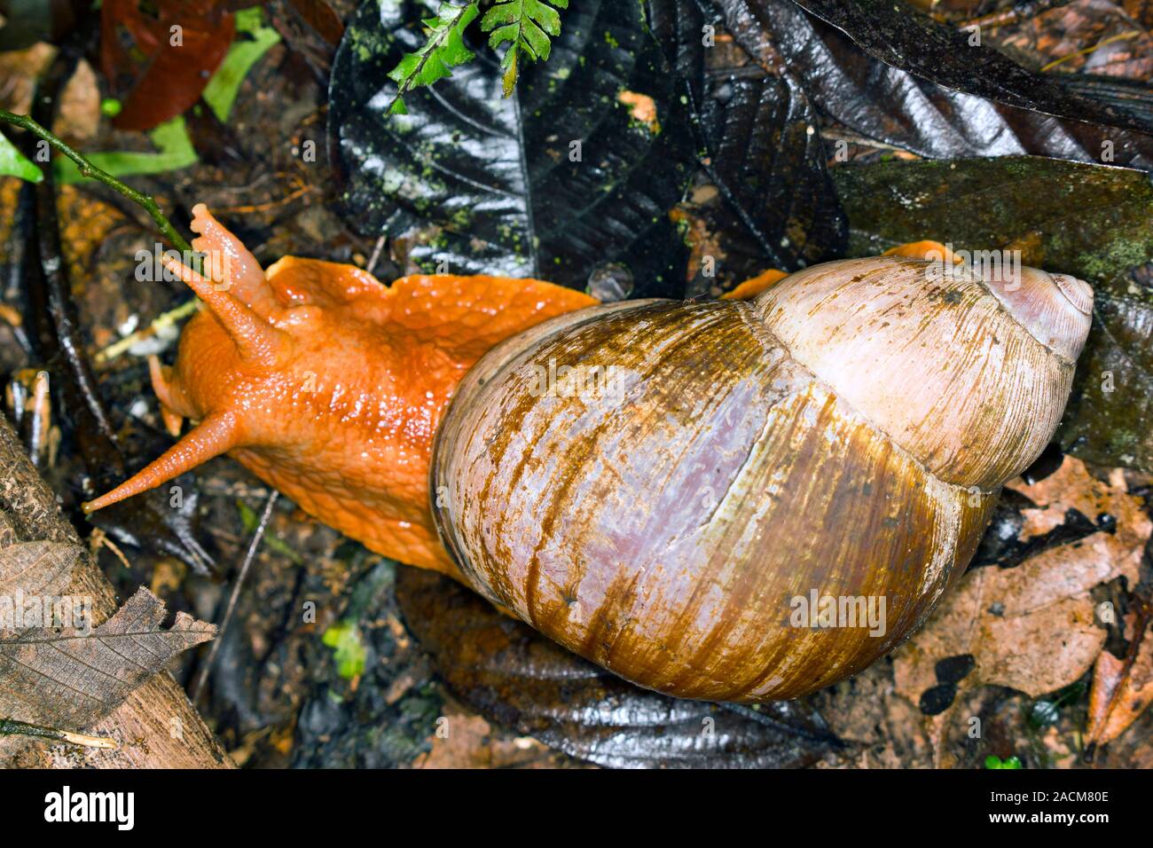 Amazonian giant snail. This large gastropod mollusc is from the ...