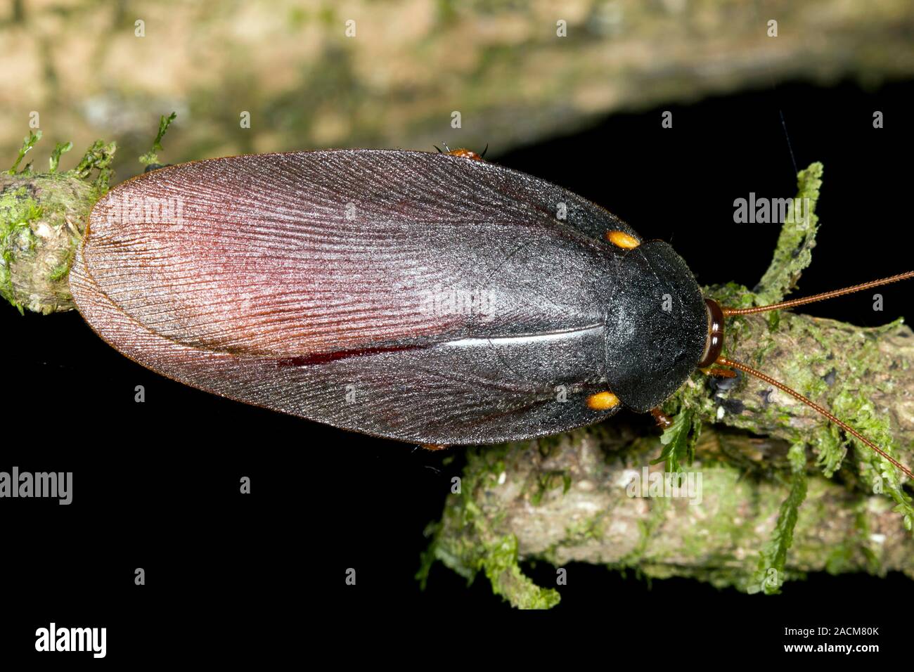 Tropical cockroach. This cockroach has two spots (orange) either side ...