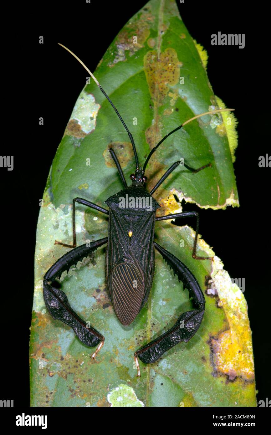 Leaf-footed bug (family Coreidae). This family of insects is so-named because of the leaf-like ...