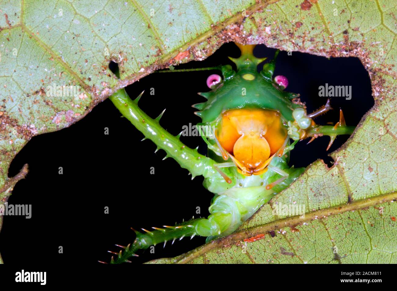 Thorny devil bush cricket (Panacanthus cuspidatus), also called the ...