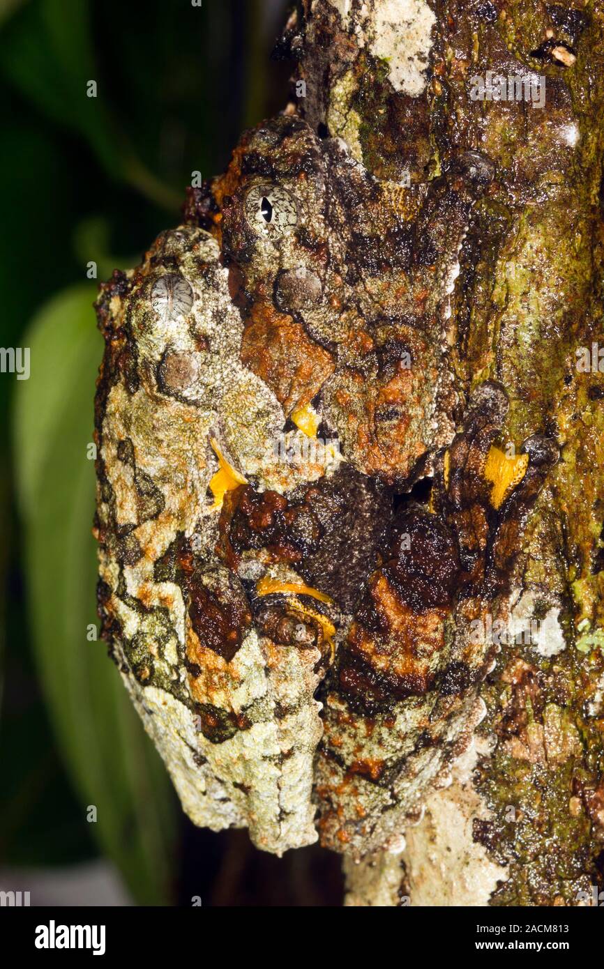Tree frogs mating. Neotropical marbled tree frogs (Dendropsophus ...