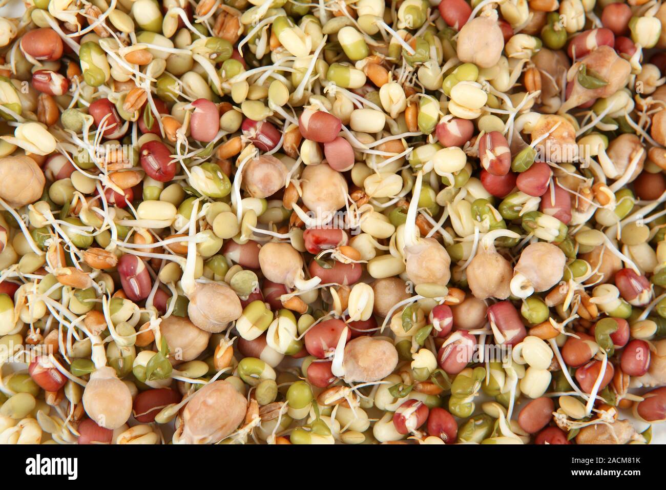 Germs sprouts hi-res stock photography and images - Alamy