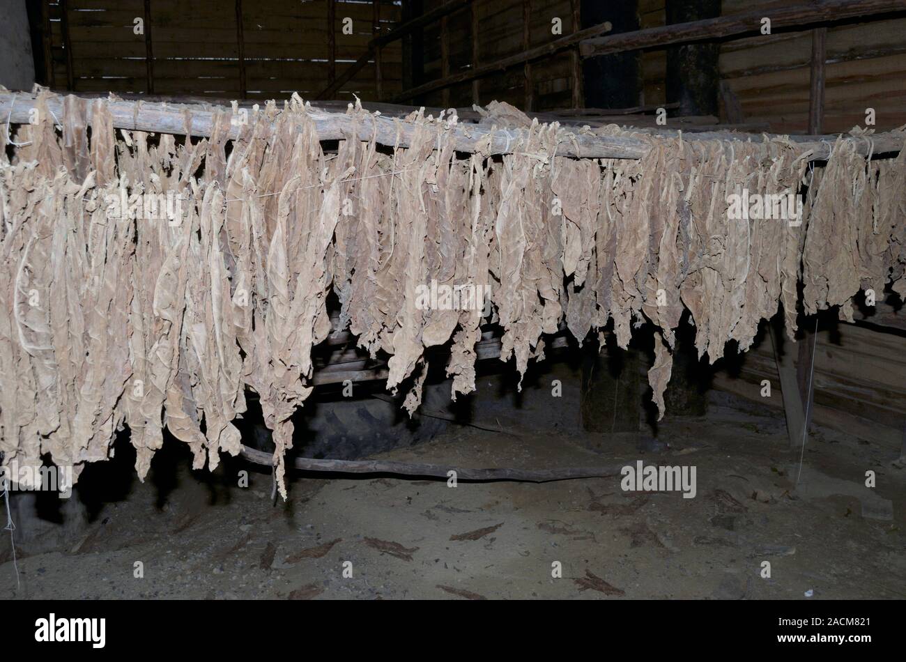 Tobacco leaves hung up to dry Â- or Â'cureÂ' Â- in curing barn prior to ...