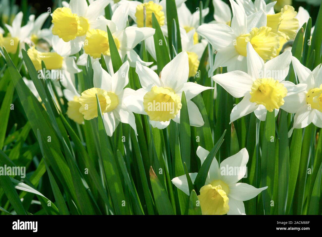 Daffodil (Narcissus 'February Silver') flowering in Spring Stock Photo ...