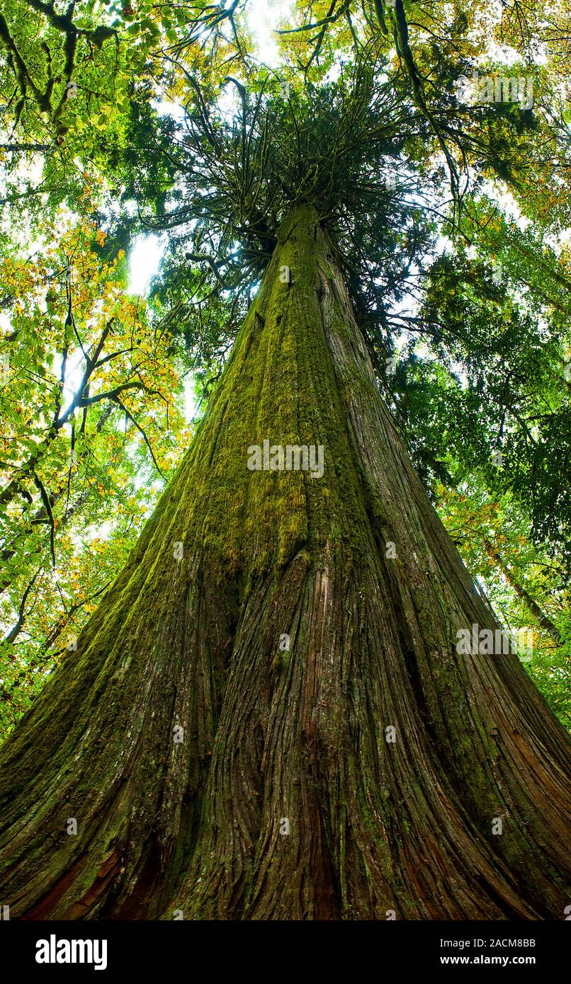 Western red cedar (Thuja plicata). View up the trunk of a 1,000 year ...