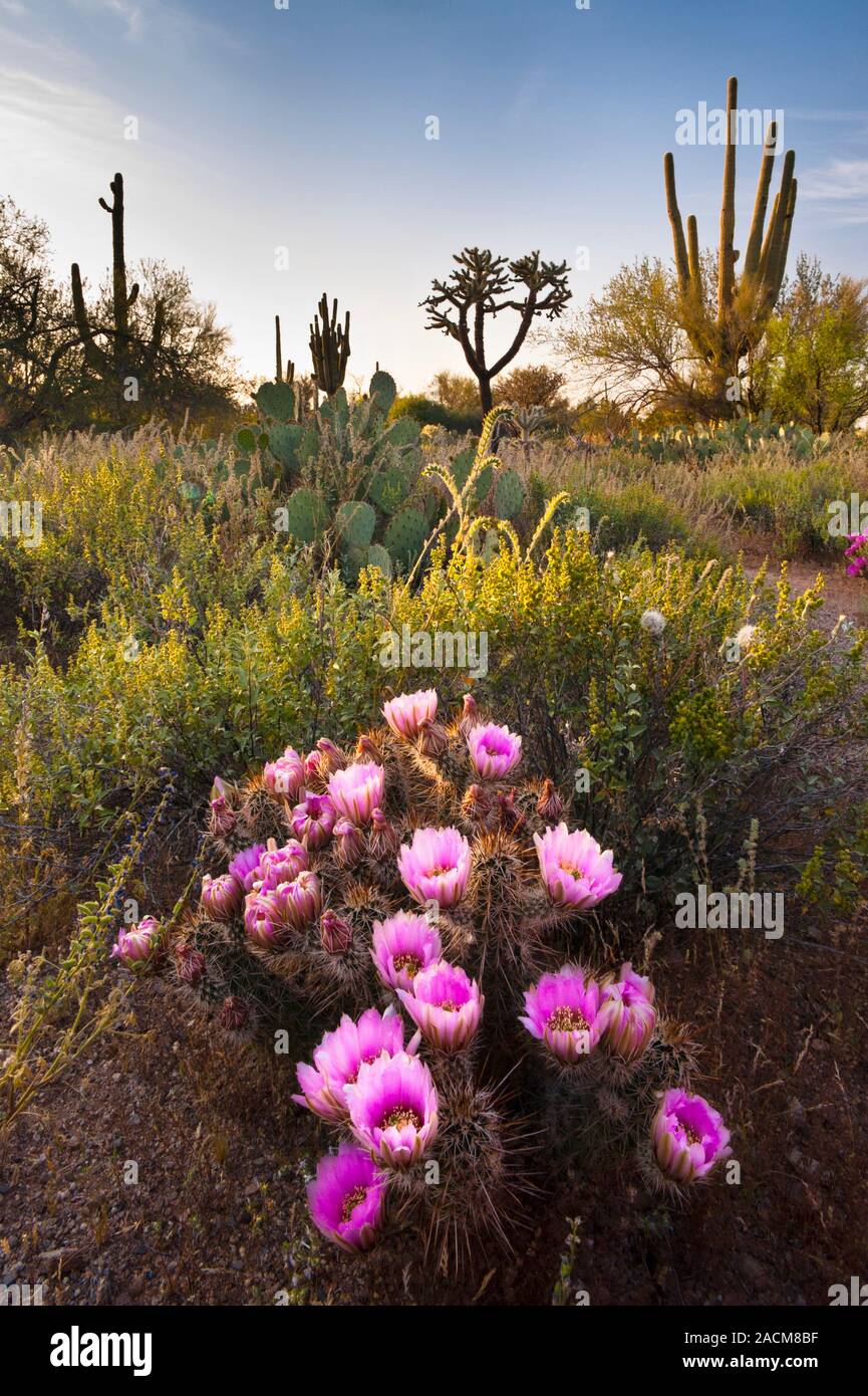 Hedgehog cactus (Echinocereus engelmannii) flowering amongst other ...