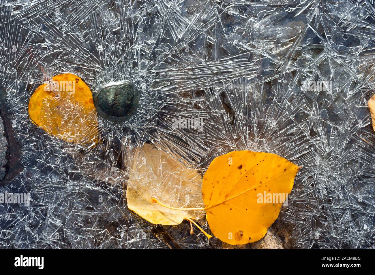 Leaves trapped in ice. Autumnal eaves trapped in the frozen surface of ...