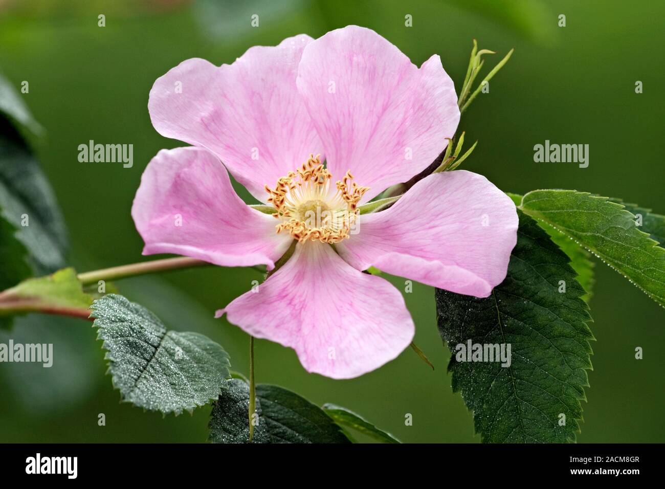 Prickly rose (Rosa acicularis), also known as Prickly Wild Rose and ...
