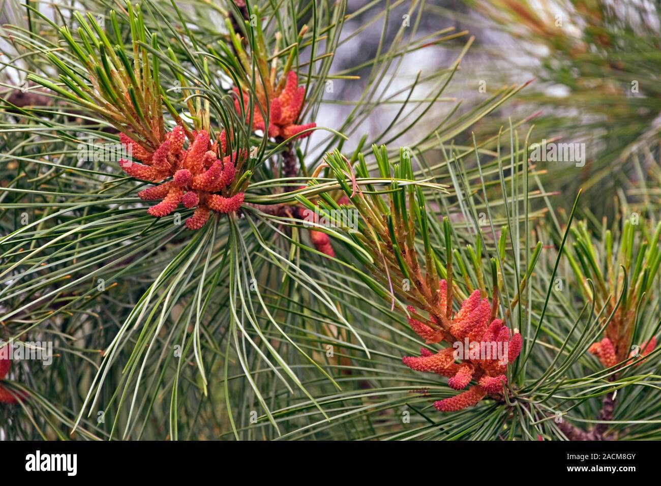 Korean Pine (Pinus koraiensis), also known as Manchurian pine, showing ...