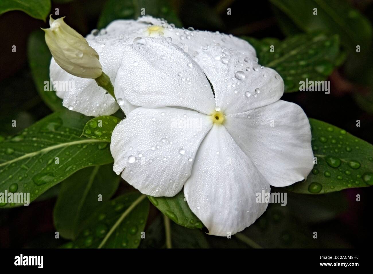 Pink periwinkle (Catharanthus roseus syn Vinca rosea and Lochnera rosea ...