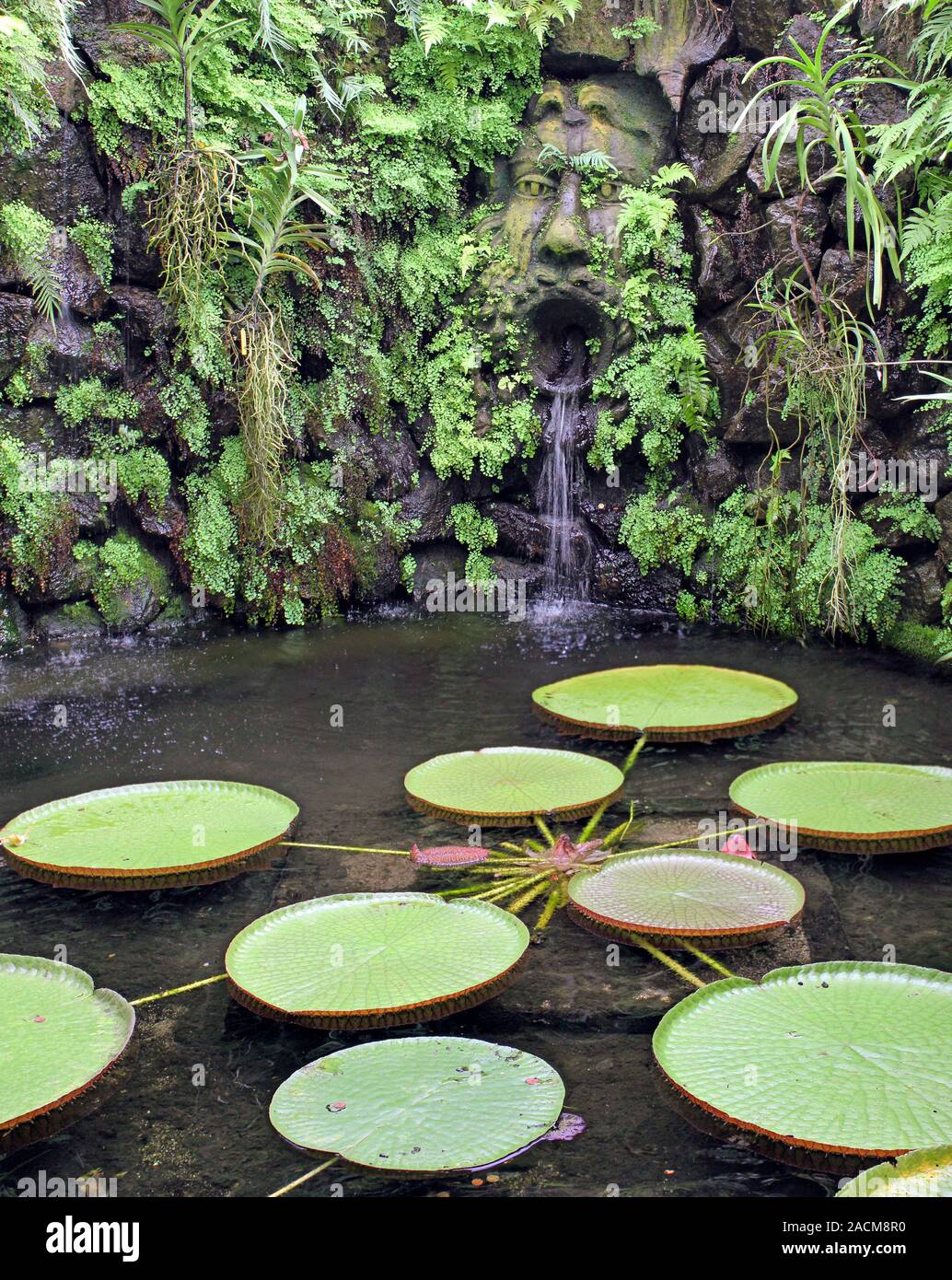 Water lily pond and sculpture. Victoria amazonica water lilies ...