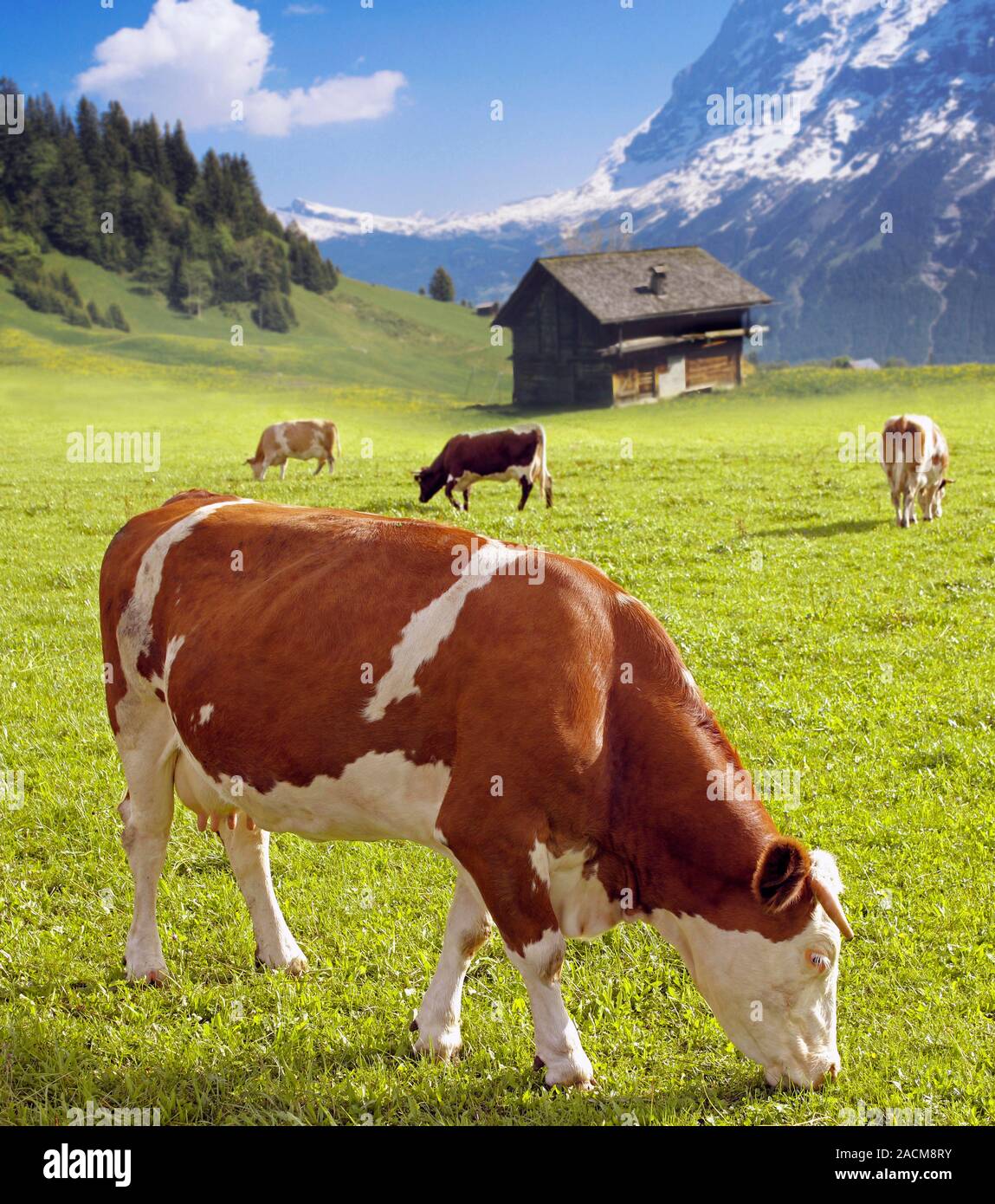 Alpine dairy cows. Dairy cows grazing on grass in an alpine meadow ...