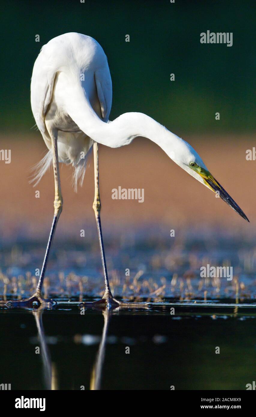 Great egret (Ardea alba). This large wading bird uses it long beak to ...