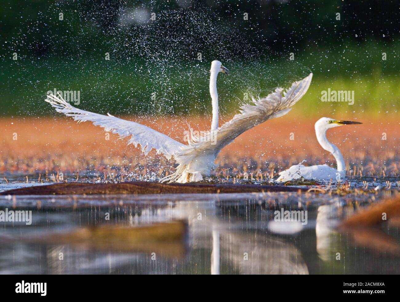 Great egrets (Ardea alba). This large wading bird uses it long beak to ...