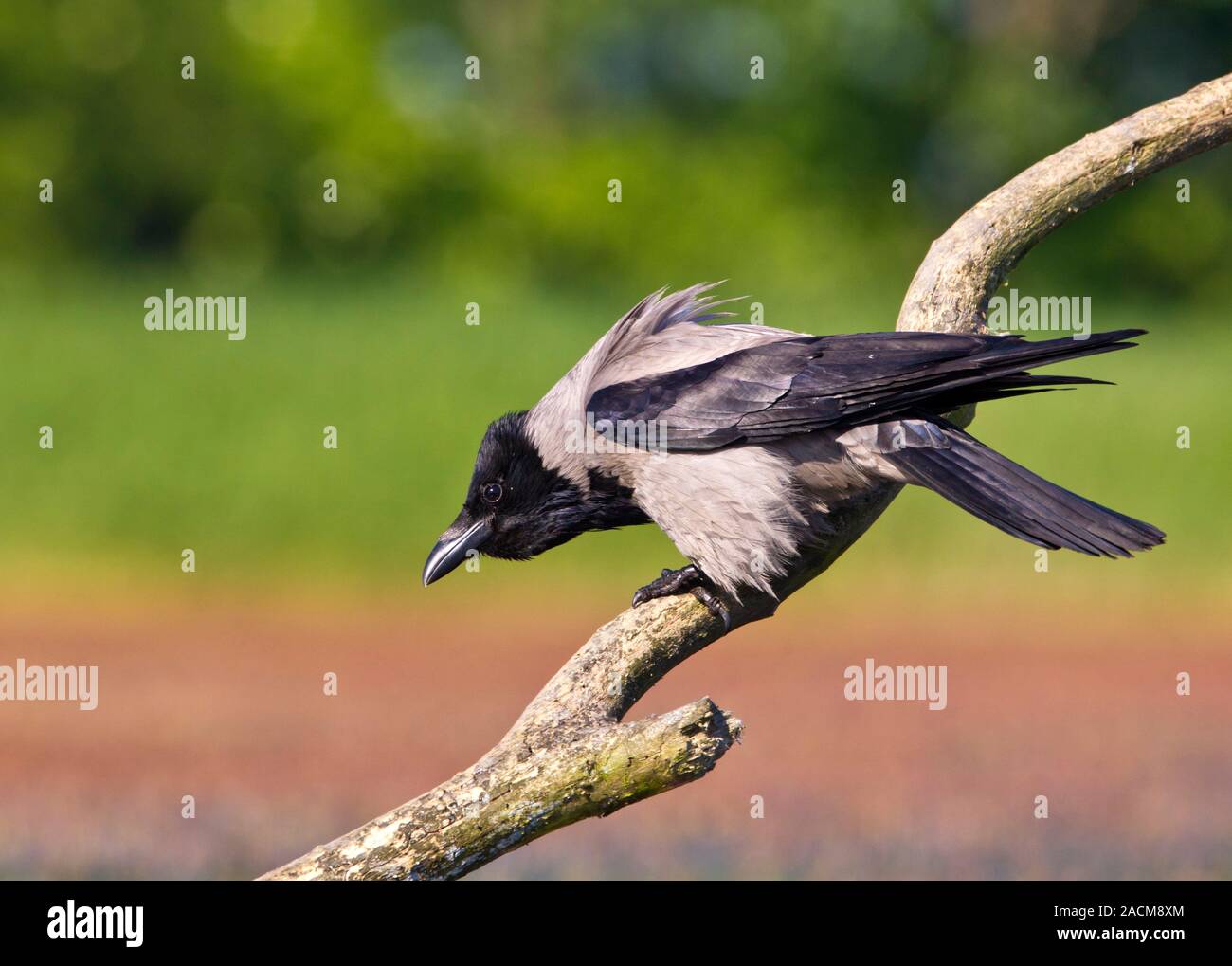 Hooded crow (Corvus cornix) on a branch. The hooded crow is a ...