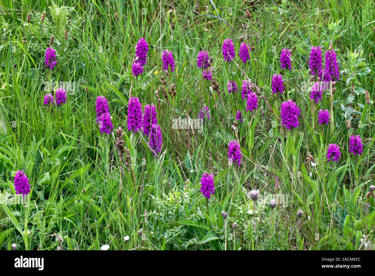 Northern marsh orchids (Dactylorhiza purpurella) in flower ...