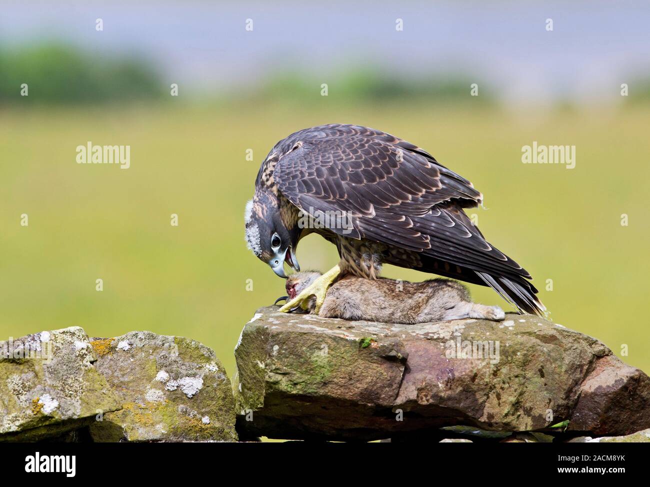 Peregrine falcon and prey. Juvenile peregrine falcon on a dry-stone ...