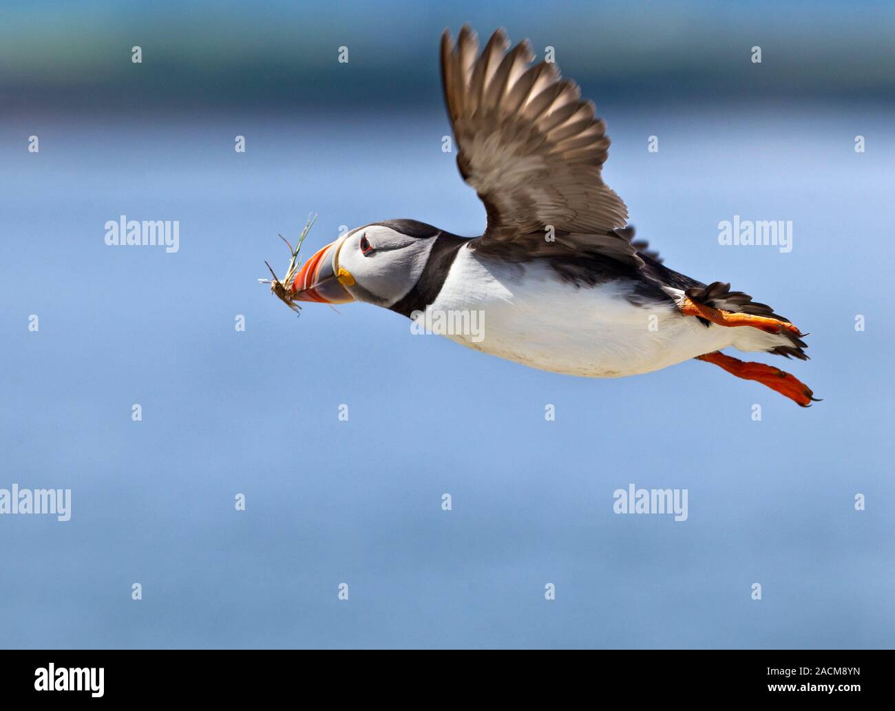 Atlantic puffin in flight. Atlantic puffins (Fratercula arctica) feed ...