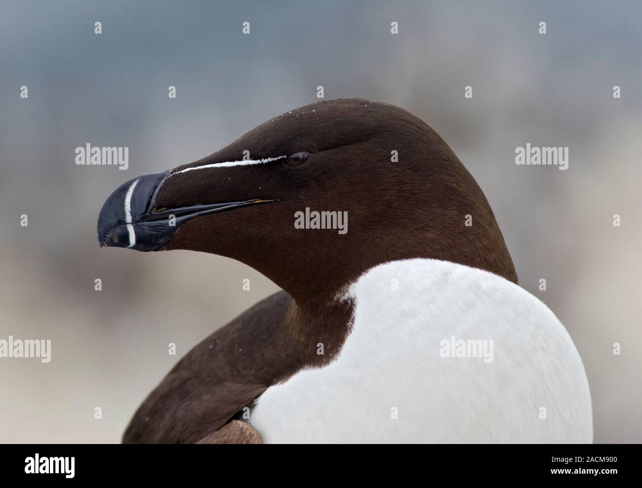 Razorbill head. Razorbills (Alca torda) are colonial seabirds that only ...