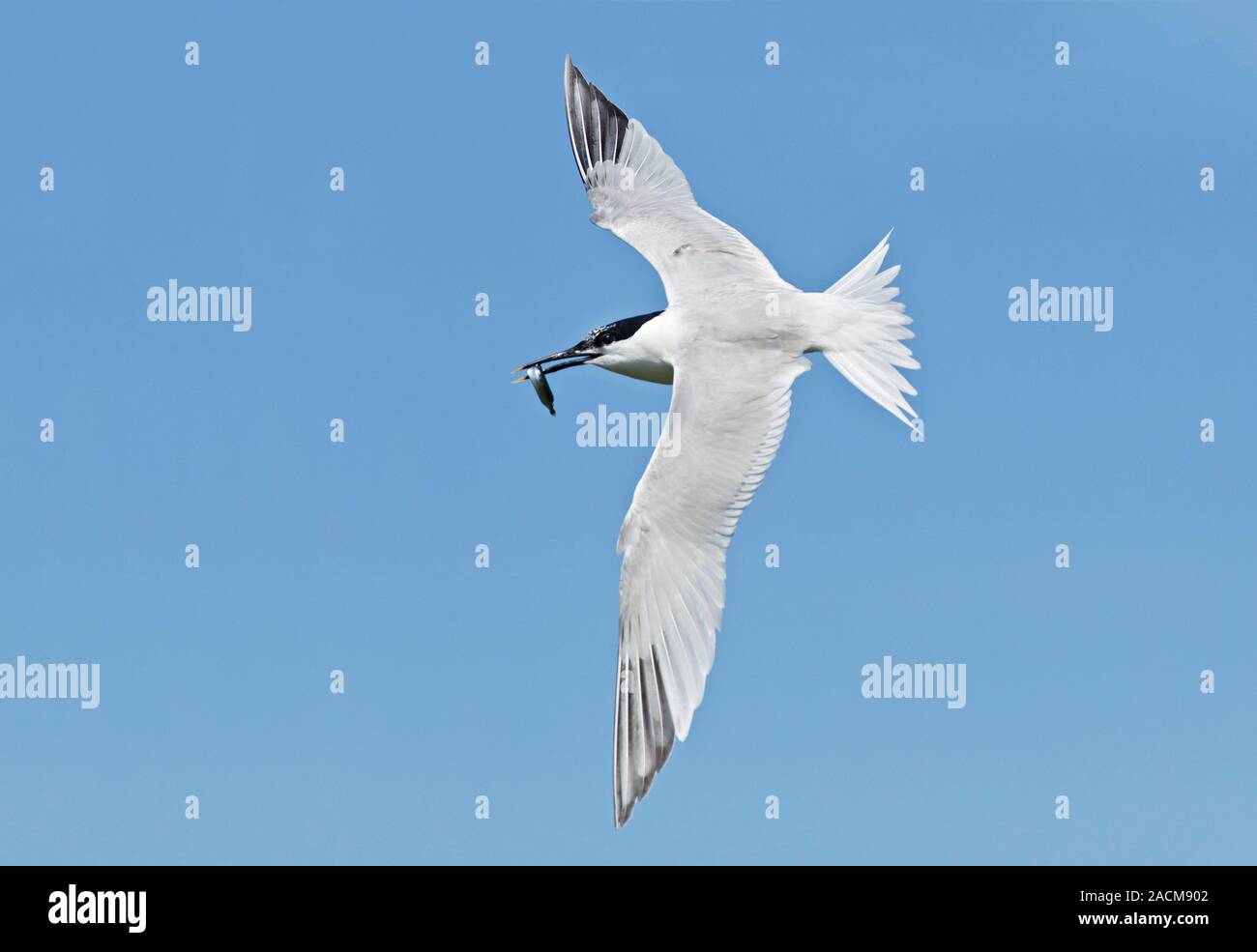 Sandwich tern (Sterna sandvicensis) in flight, carrying a fish ...