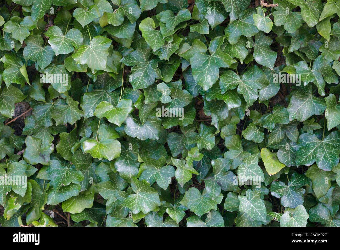 Irish ivy (Hedera hibernica Stock Photo - Alamy