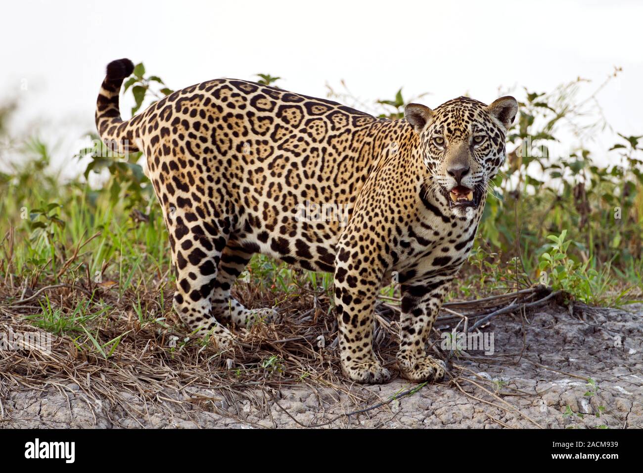 Jaguar. The jaguar (Panthera onca) is the third largest of the big cats ...