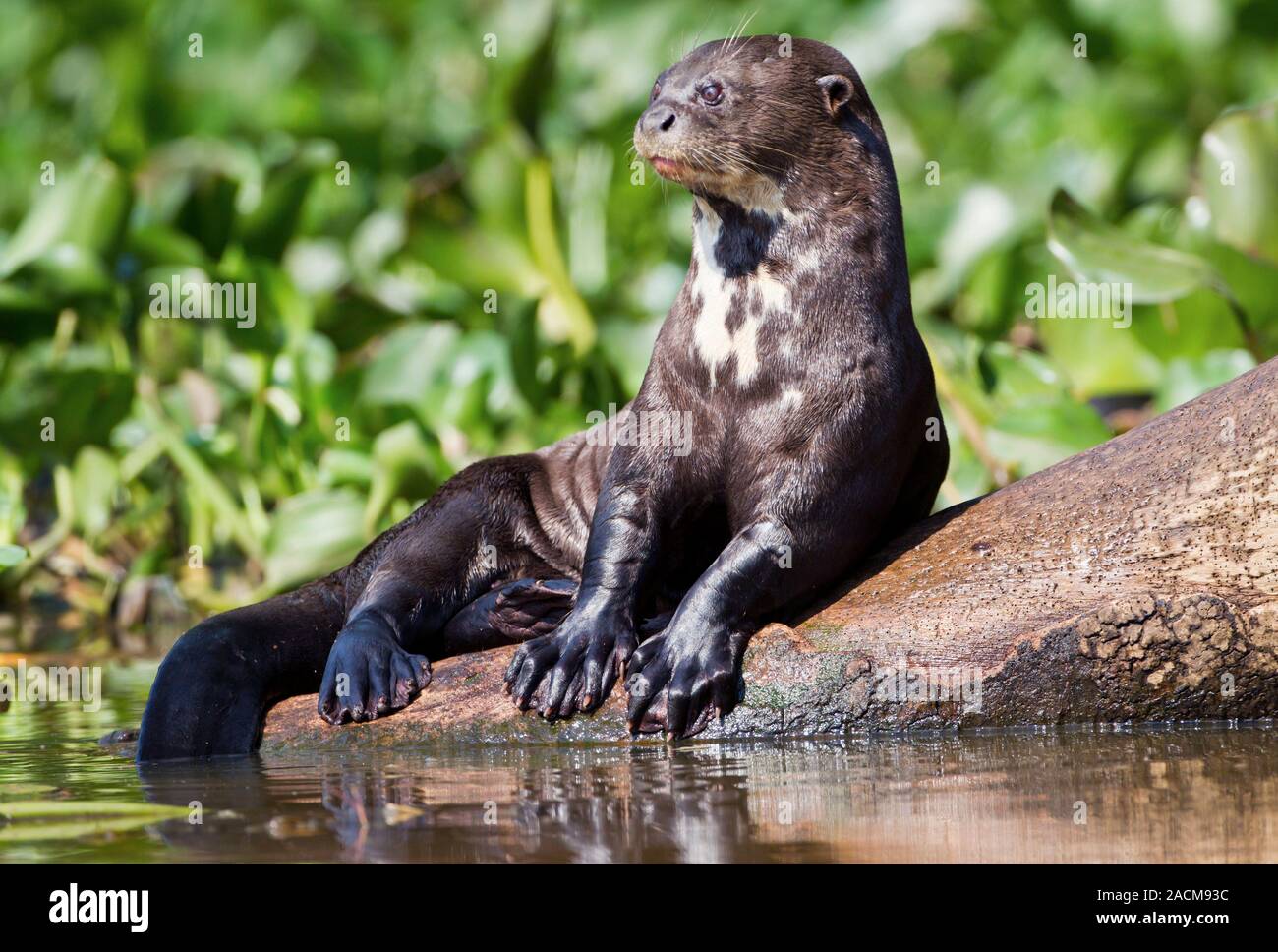 Giant otter (Pteronura brasiliensis) resting. Photographed in the ...