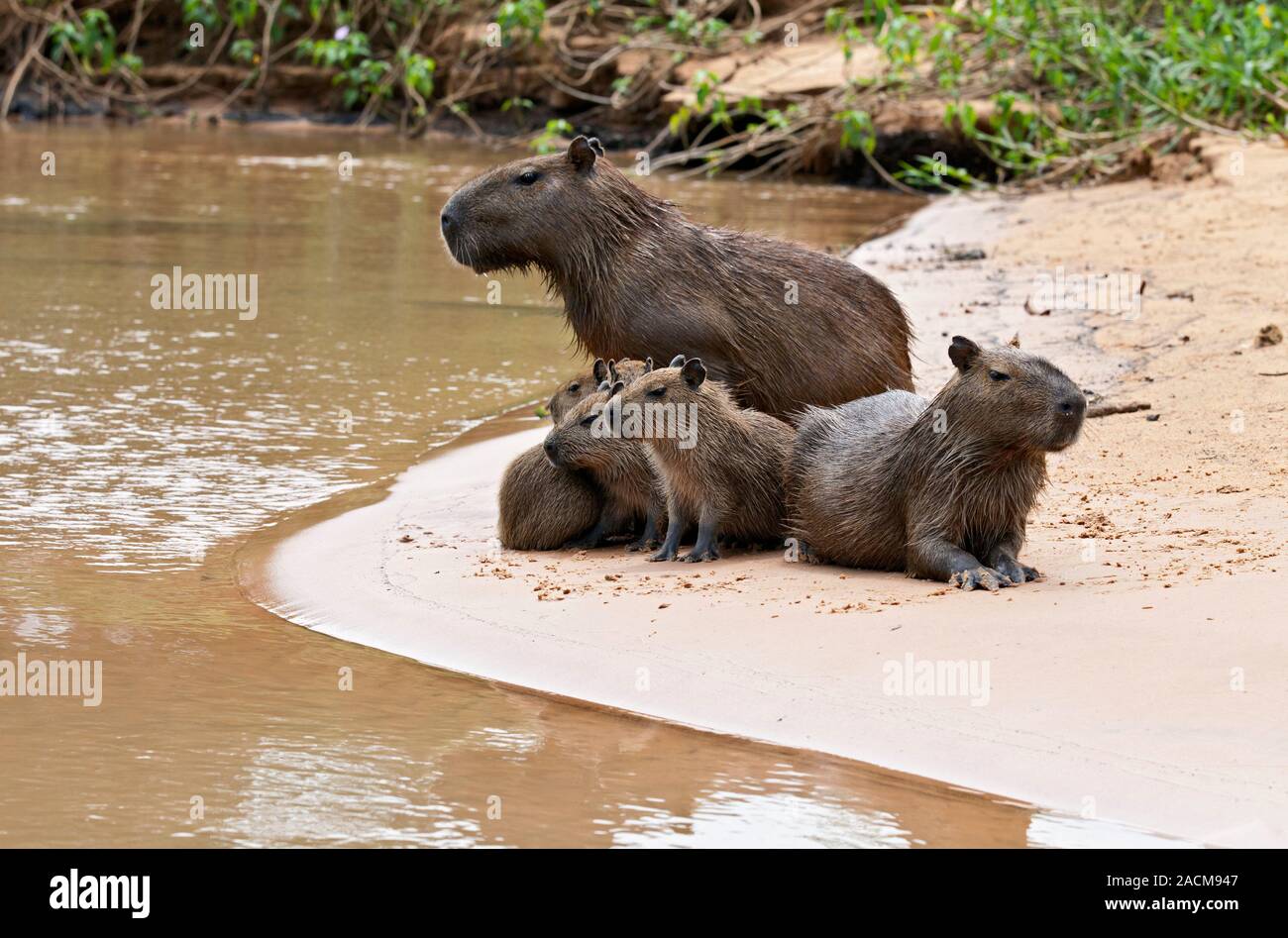 Capybaras on a riverbank. The capybara (Hydrochoerus hydrochaeris) is ...